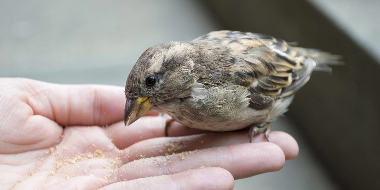 Von der Taube auf dem Dach und dem Spatz in der Hand – Bewerben mit ...