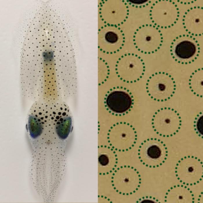Chaos mit System: Tintenfischhaut als Fenster in die Physik