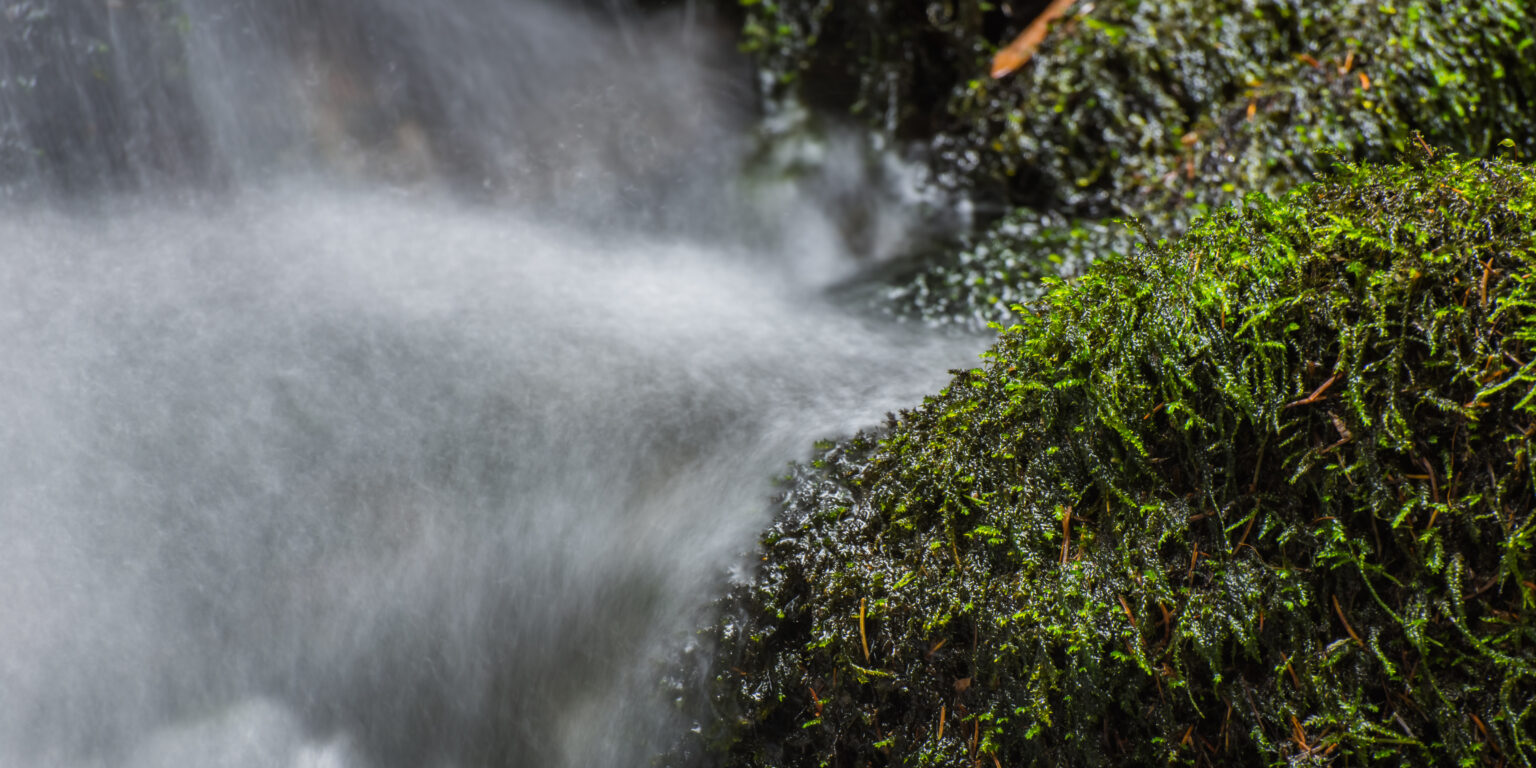 Wie sich Moos als Baustoff nutzen lässt