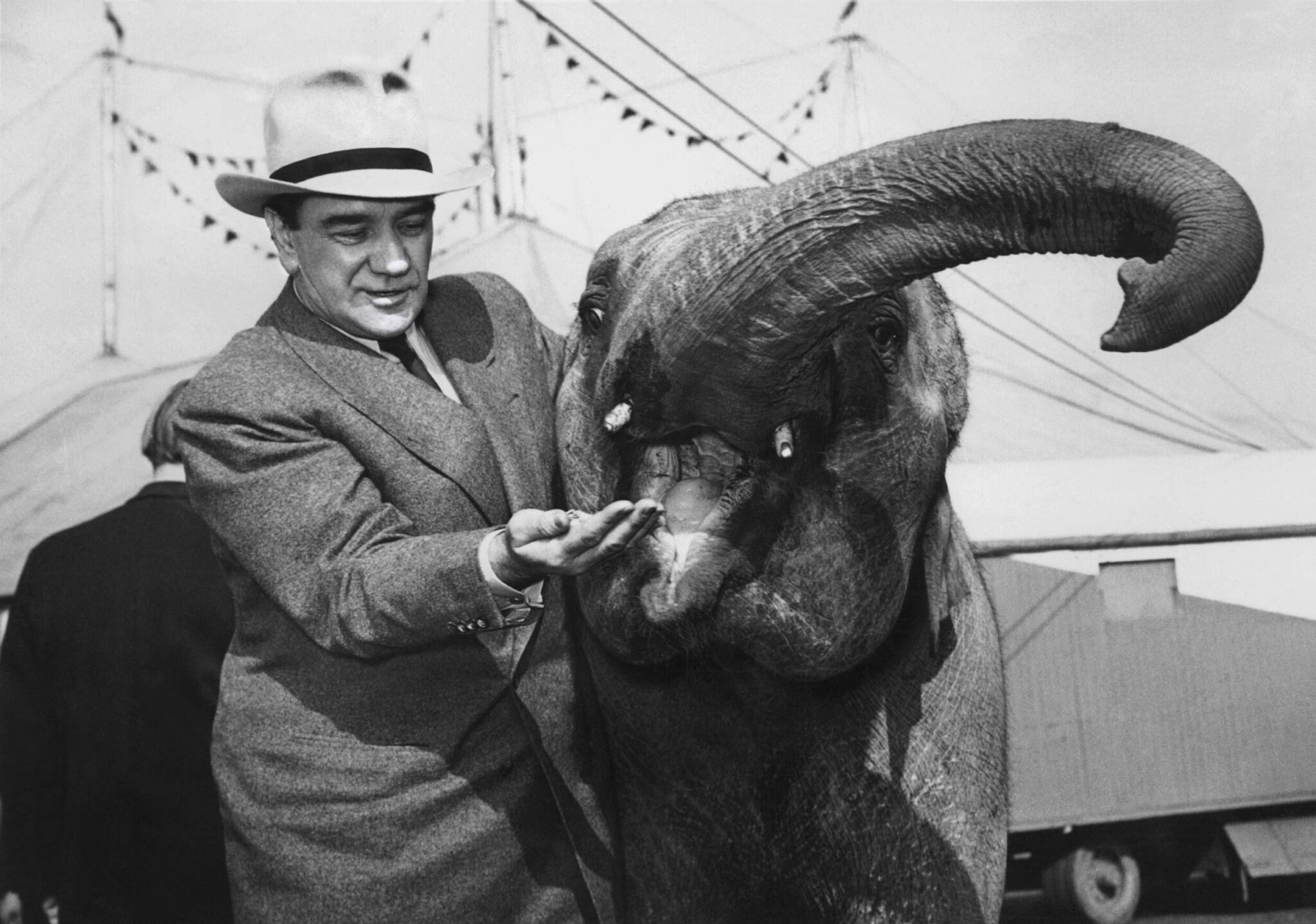 Tuffi: Wie der Sprung des Elefanten aus der Schwebebahn zur Legende wurde